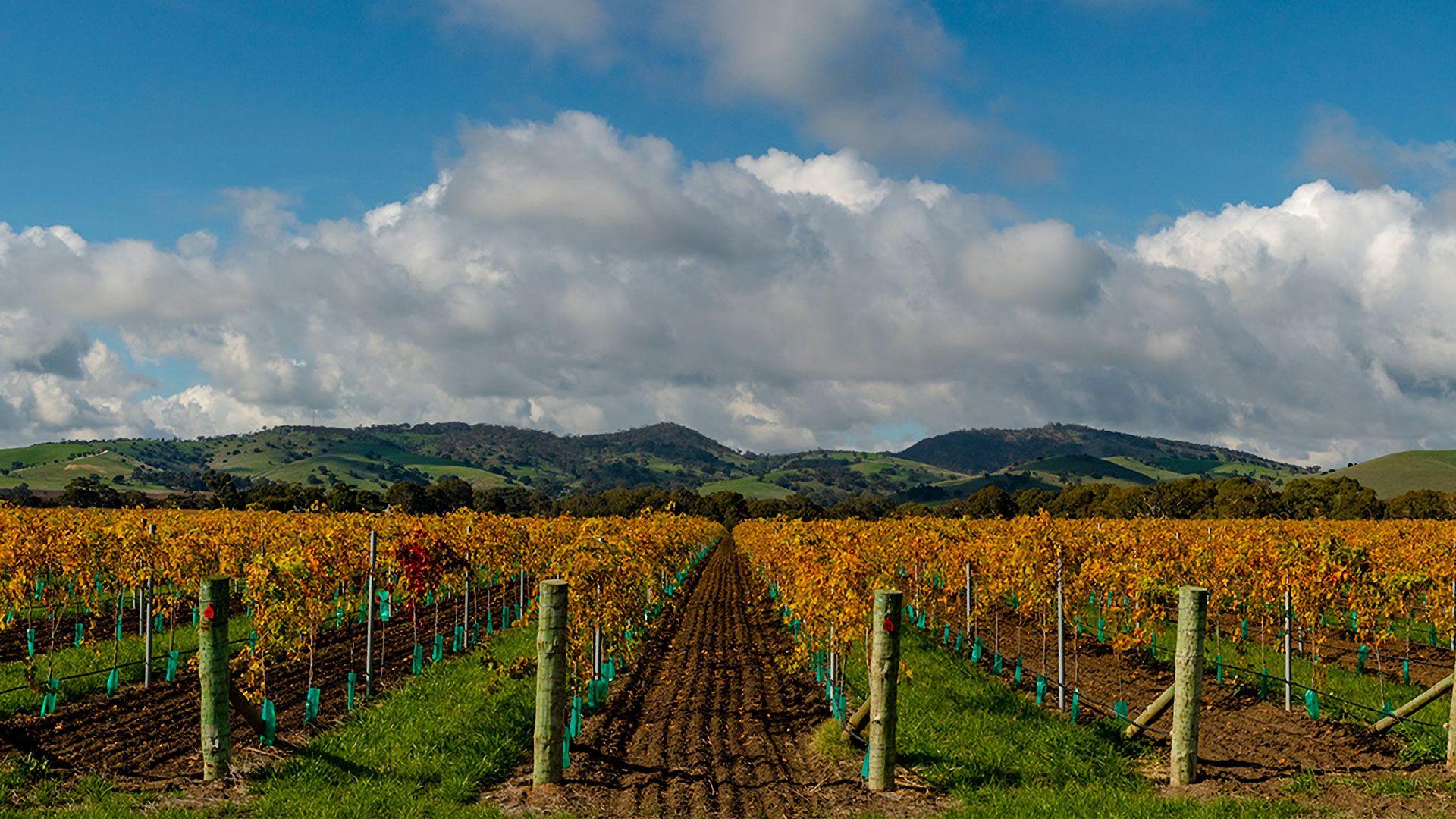 Wine Club – Bruno & George Winery